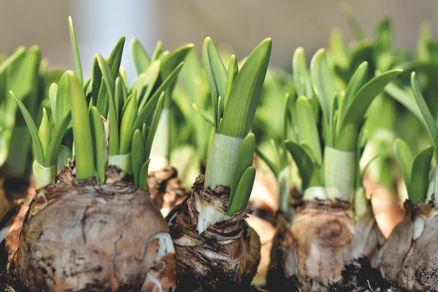 Buy Premium Seeds Online – Newton Seed (a division of Village Green Seed)