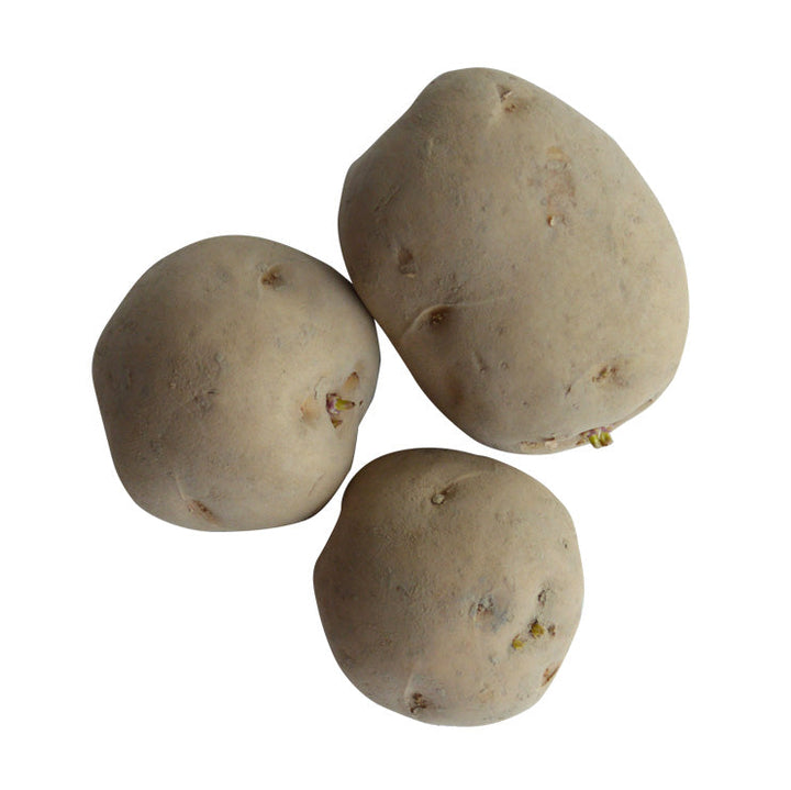 Certified Seed Potatoes for Sale | Newton Seeds – Newton Seed (a ...