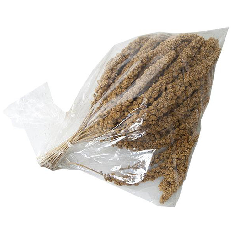 Millet Sprays - Yellow – Newton Seed (a division of Village Green Seed)