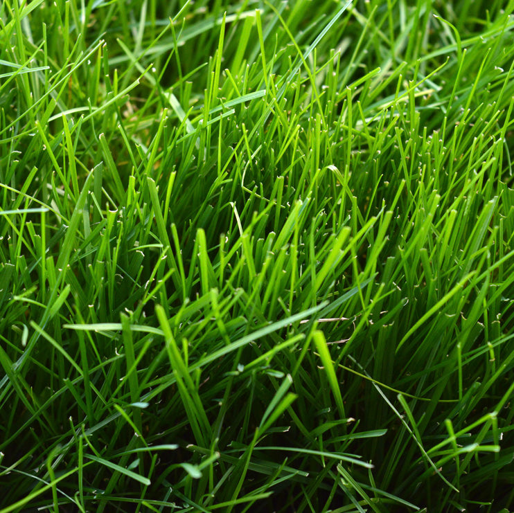 Buy Premium Seeds Online – Newton Seed (a division of Village Green Seed)