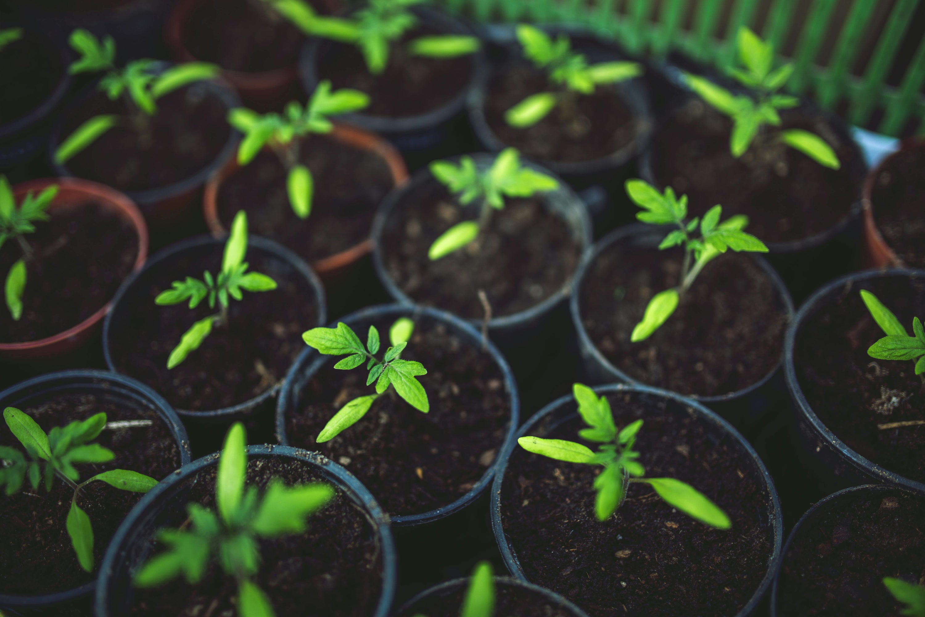Buy Premium Seeds Online – Newton Seed (a division of Village Green Seed)